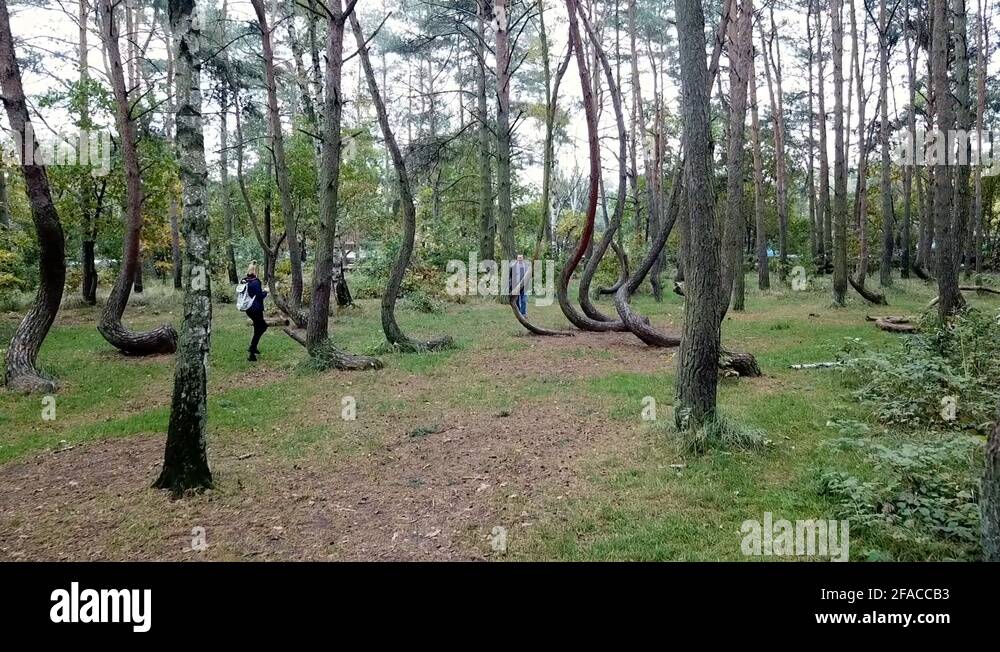 Crooked forest Stock Videos & Footage - HD and 4K Video Clips - Alamy