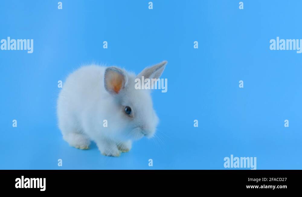 Rabbit tongue cute Stock Videos & Footage - HD and 4K Video Clips - Alamy