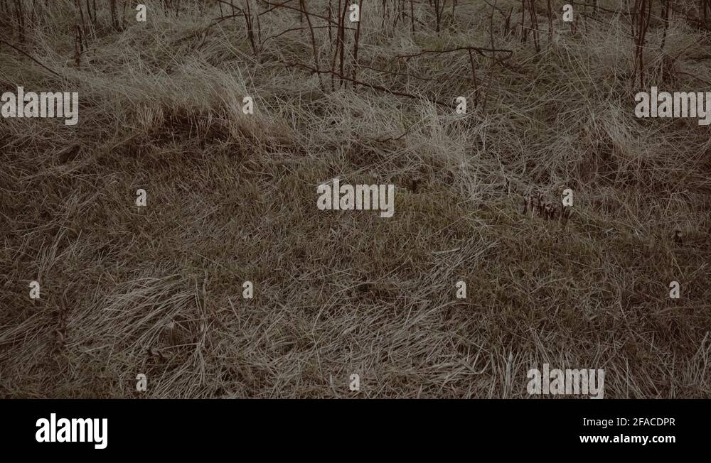 Rural vegetation Stock Videos & Footage - HD and 4K Video Clips - Alamy