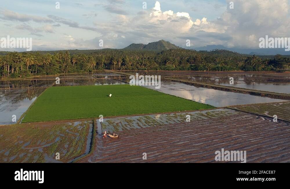 Farming philippines plough plow Stock Videos & Footage - HD and 4K ...