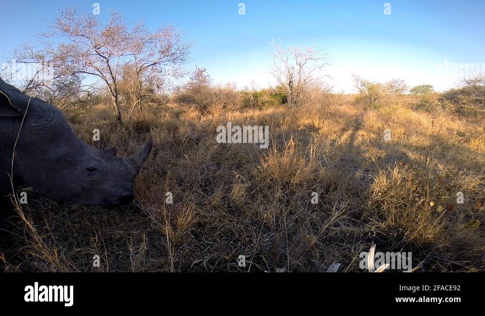 Southern White Rhino Bull Walking Passed Camera Trap Stock Video ...