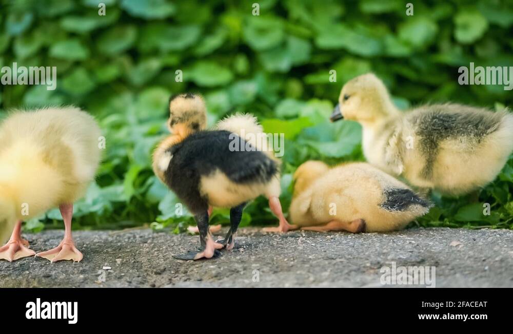 Beak duckling gosling Stock Videos & Footage - HD and 4K Video Clips ...
