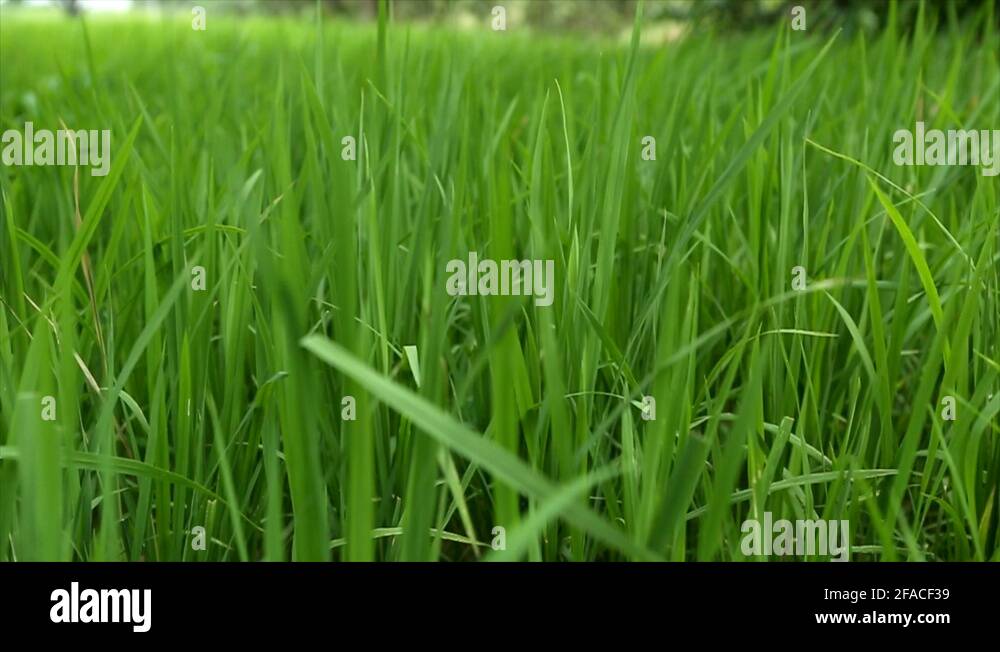 Bihar poverty Stock Videos & Footage - HD and 4K Video Clips - Alamy