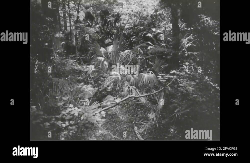 Corporal Ben Edward and soldiers dig in jungle using shovel - 1952 ...