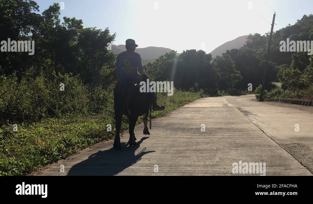 A Man Riding A Big Water Buffalo (Carabao) In A Cap V2 Stock Video ...