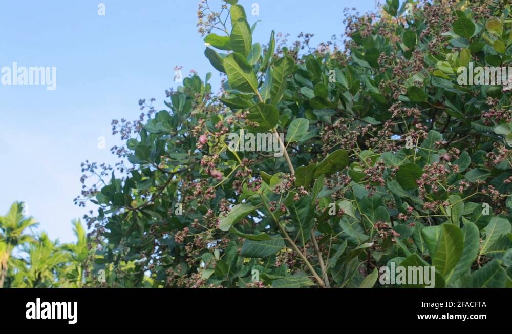 Cashew nut trees Stock Videos & Footage - HD and 4K Video Clips - Alamy
