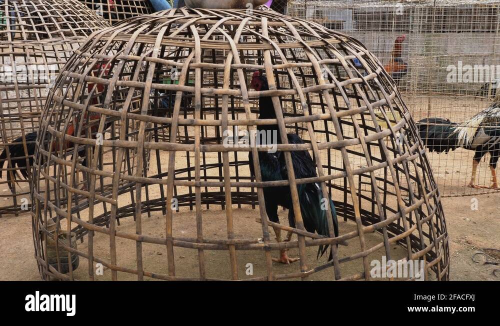 Metal mesh cages Stock Videos & Footage - HD and 4K Video Clips - Alamy