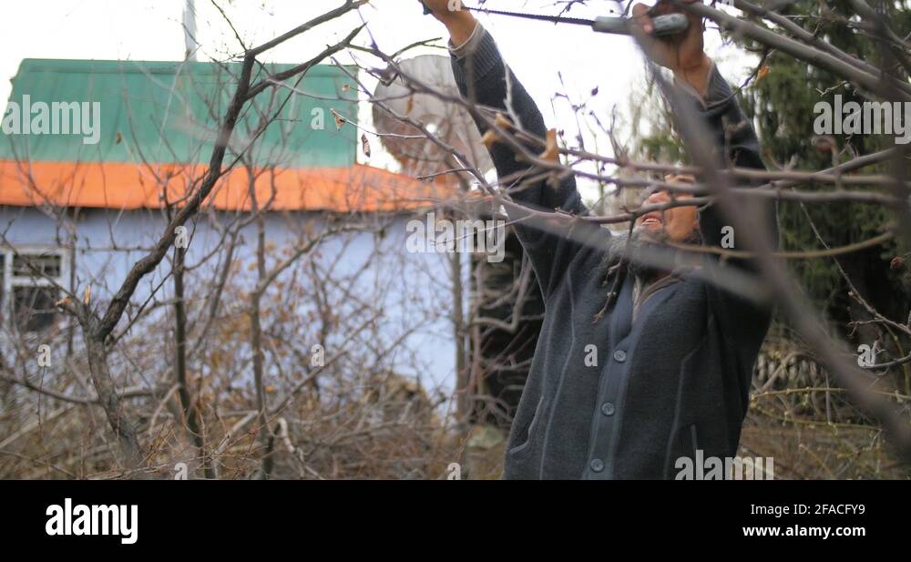 Pinch trees Stock Videos & Footage - HD and 4K Video Clips - Alamy