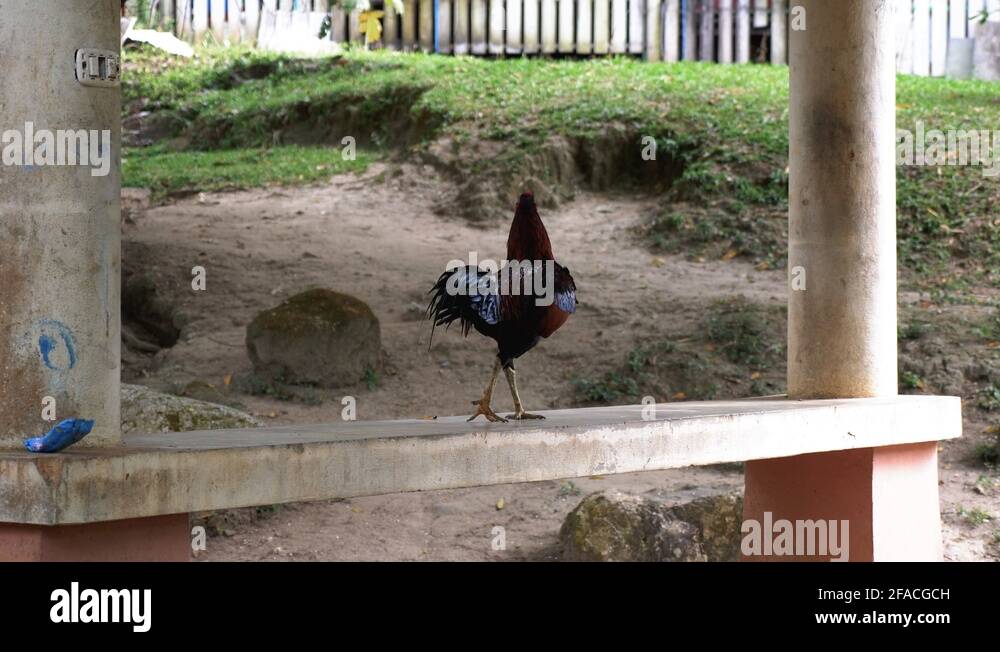 Strutting rooster Stock Videos & Footage - HD and 4K Video Clips - Alamy