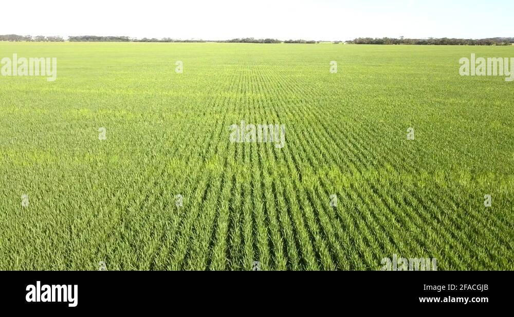 Low malt Stock Videos & Footage - HD and 4K Video Clips - Alamy