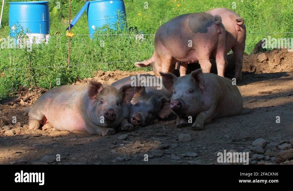 Three tight Stock Videos & Footage - HD and 4K Video Clips - Alamy