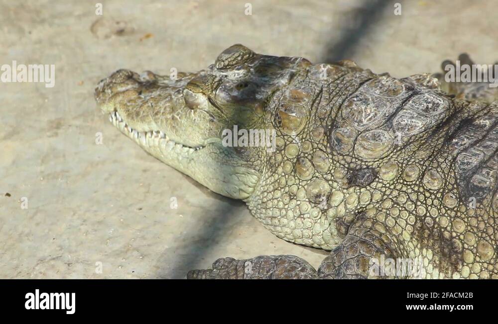 Croco Stock Videos & Footage - HD and 4K Video Clips - Alamy