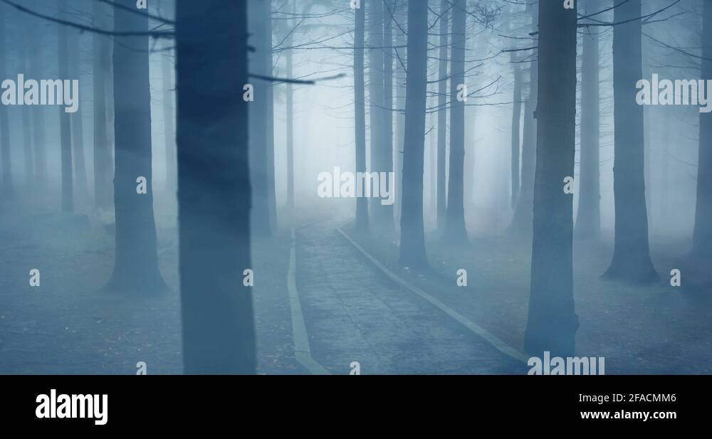 Mystical, eerie, scary trees in the forest with creeping fog Stock ...