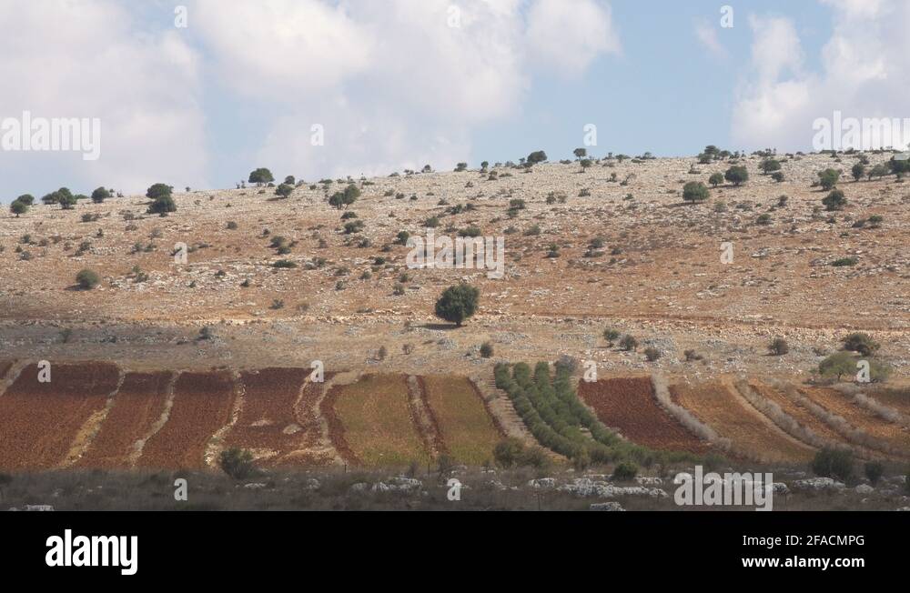 Plants of lebanon Stock Videos & Footage - HD and 4K Video Clips - Alamy