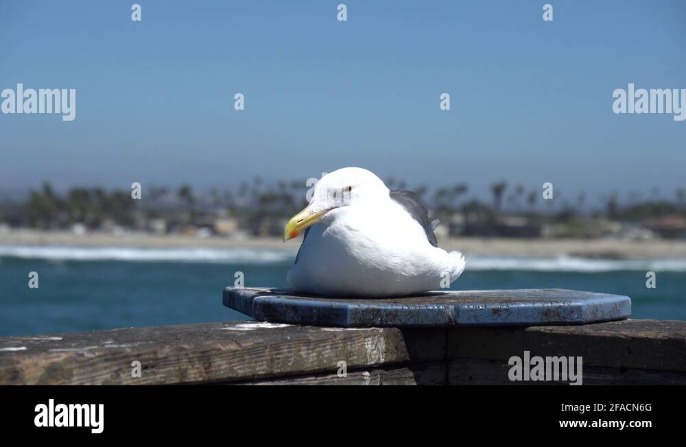 Standing Seagull - A close-up front side view of a seagull sitting on a ...