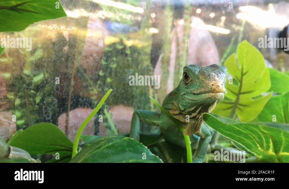 Friendly iguana Stock Videos & Footage - HD and 4K Video Clips - Alamy