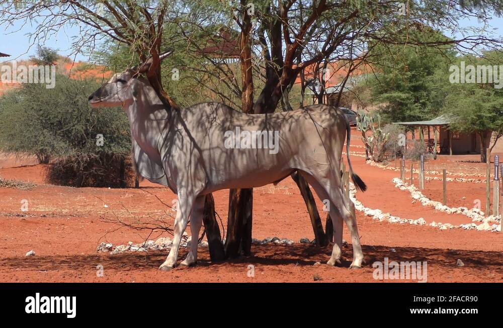 Nyala tree Stock Videos & Footage - HD and 4K Video Clips - Alamy