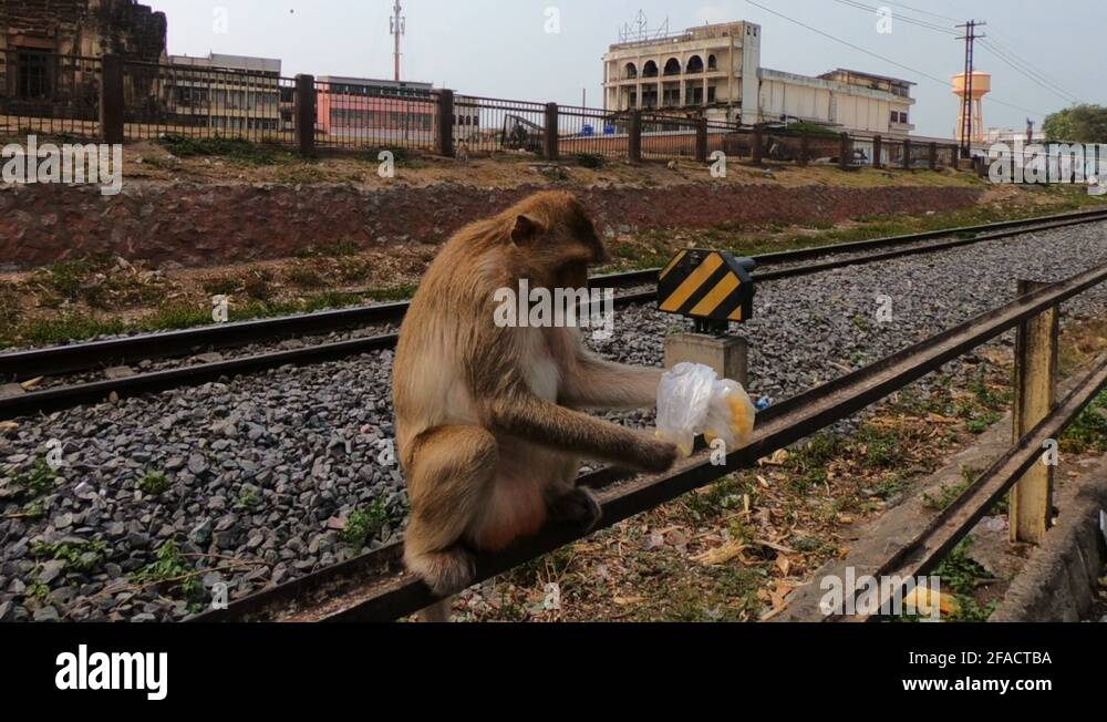 Monkey far Stock Videos & Footage - HD and 4K Video Clips - Alamy