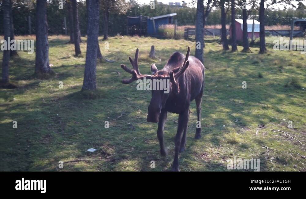 Moose eating twig Stock Videos & Footage - HD and 4K Video Clips - Alamy