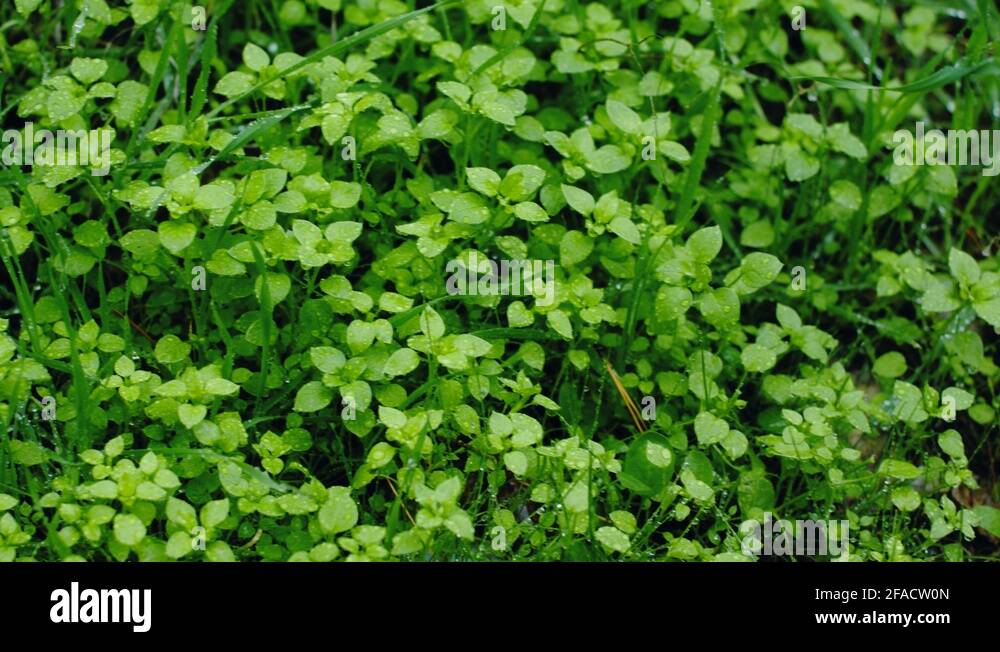 Field greens Stock Videos & Footage - HD and 4K Video Clips - Alamy