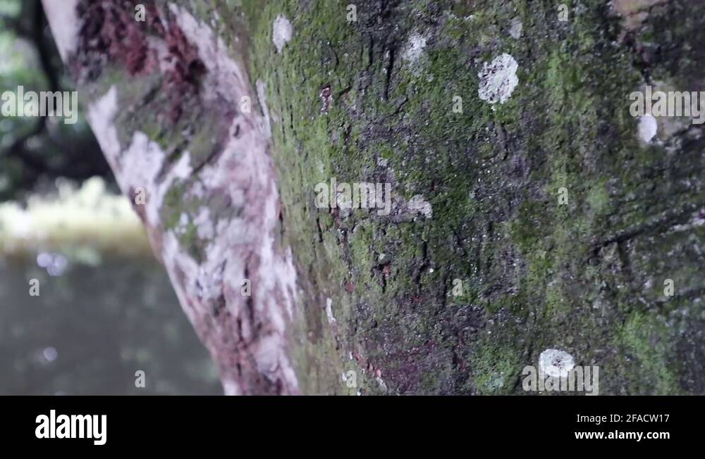 Lake of the tree Stock Videos & Footage - HD and 4K Video Clips - Alamy