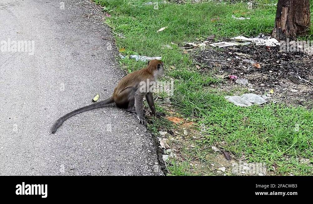 Monkey on side of the road Stock Videos & Footage - HD and 4K Video ...