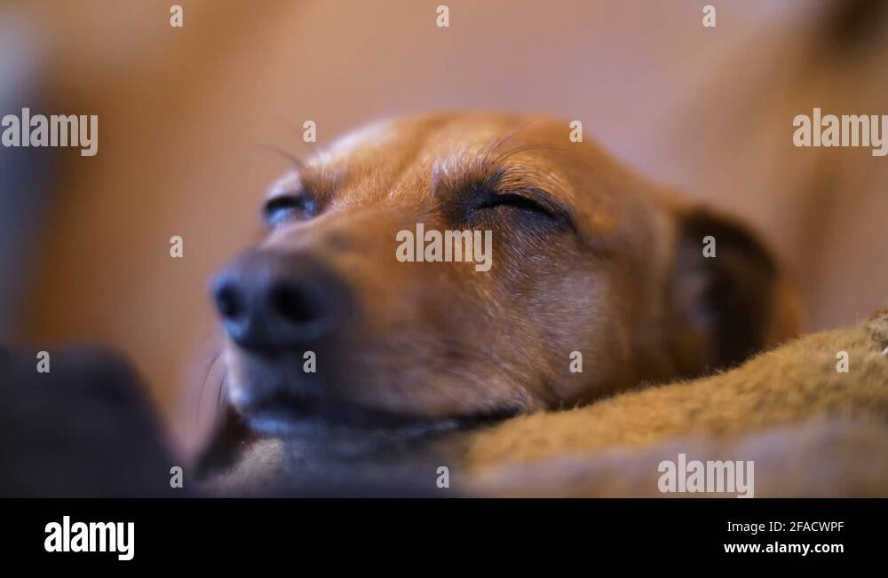 Dog squinting Stock Videos & Footage - HD and 4K Video Clips - Alamy