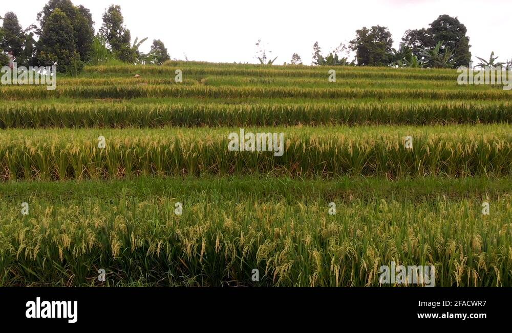 Balinese rice fields Stock Videos & Footage - HD and 4K Video Clips - Alamy