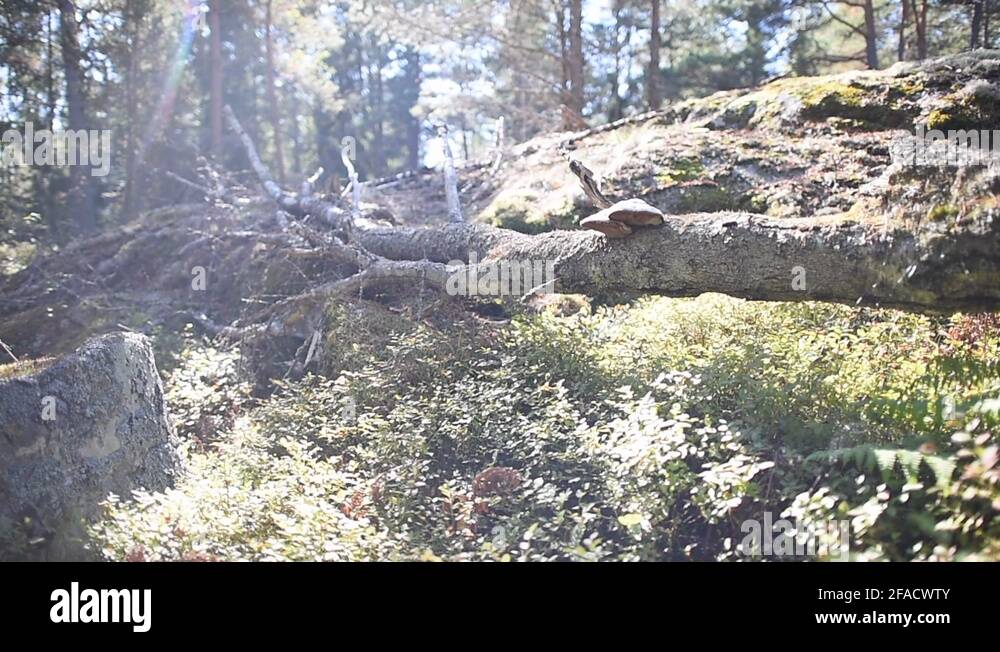 Fallen log Stock Videos & Footage - HD and 4K Video Clips - Alamy
