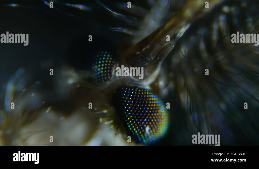 Mosquito under the microscope. Extreme close up and detailed study of ...