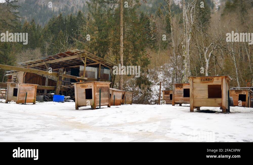 Snow chicken Stock Videos & Footage - HD and 4K Video Clips - Alamy