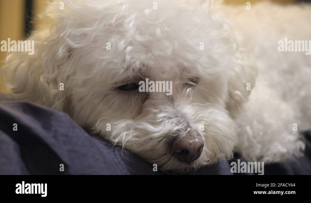 Animals asleep cute Stock Videos & Footage - HD and 4K Video Clips - Alamy