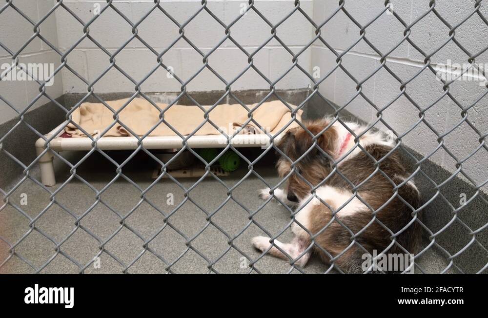 Dog locked in the kennel Stock Videos & Footage - HD and 4K Video Clips ...