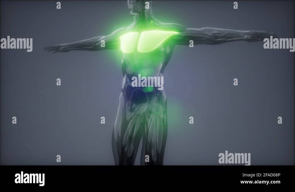 pectorsl muscule - Visible muscle anatomy map Stock Video Footage - Alamy