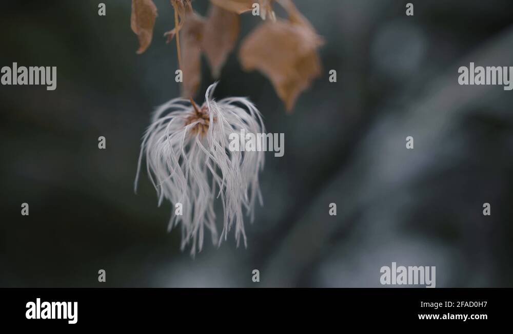 Stringy plant Stock Videos & Footage - HD and 4K Video Clips - Alamy