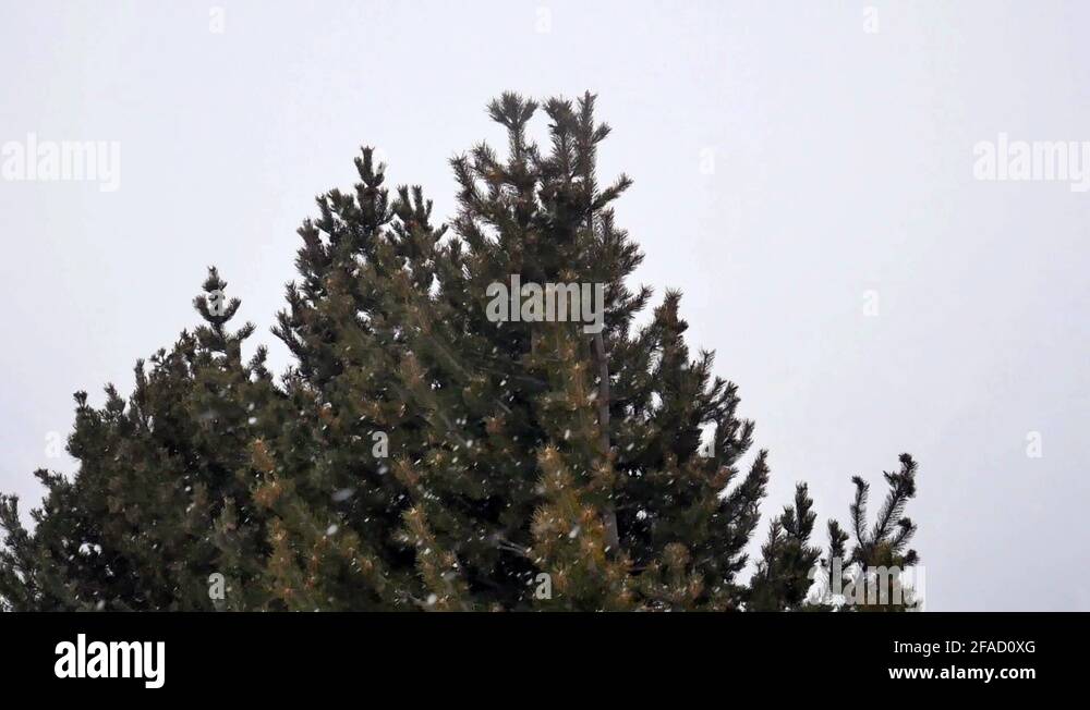 Singular tree Stock Videos & Footage - HD and 4K Video Clips - Alamy