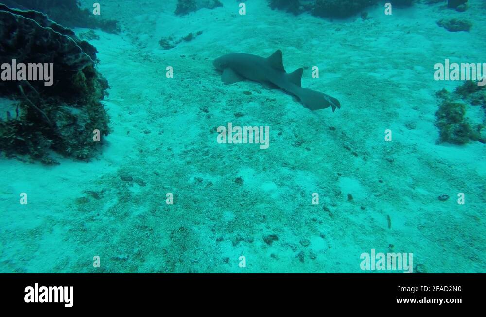 Shark cortez Stock Videos & Footage - HD and 4K Video Clips - Alamy