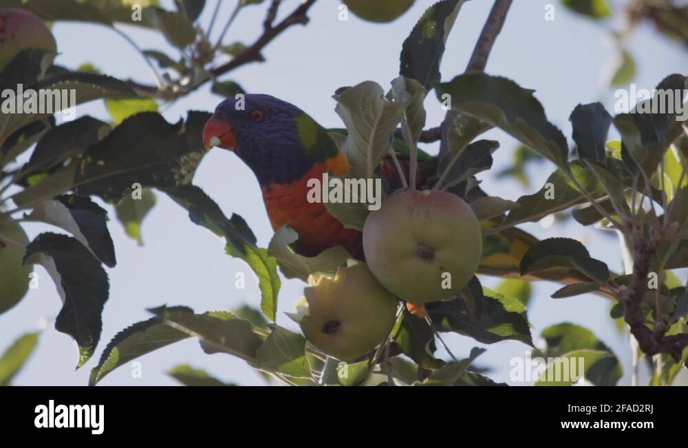 Australian native fruit Stock Videos & Footage - HD and 4K Video Clips ...