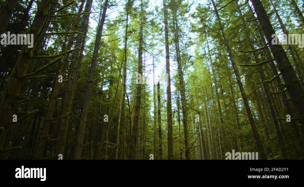 Dense forest tall trees Stock Videos & Footage - HD and 4K Video Clips ...