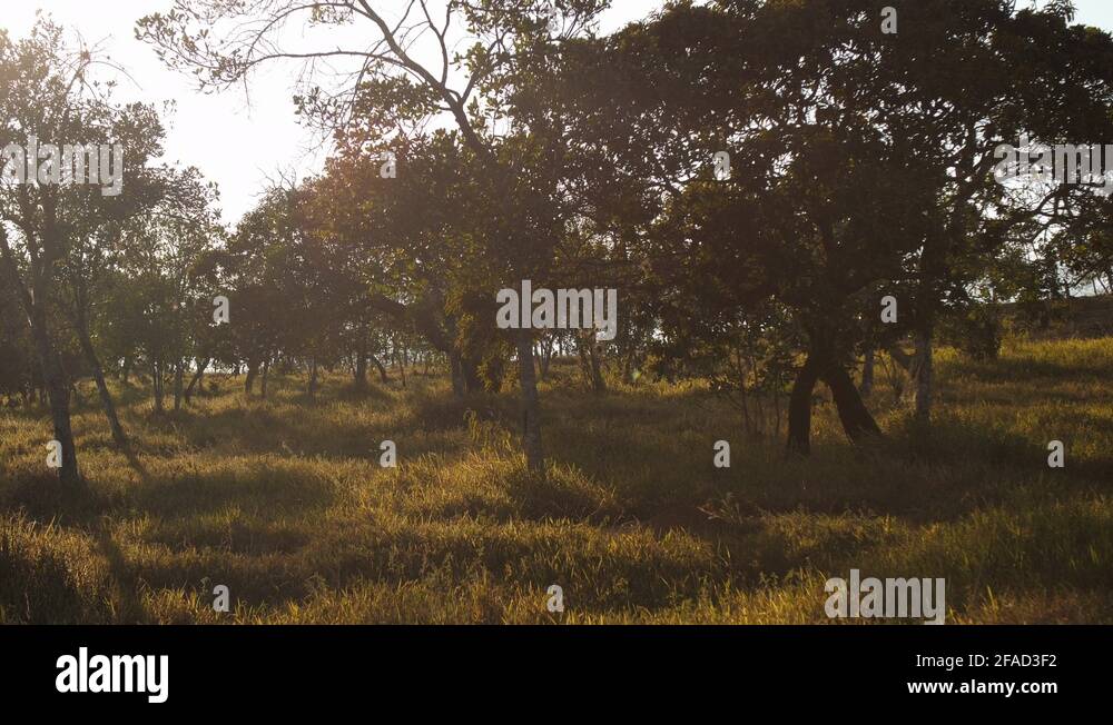 Subtle sun Stock Videos & Footage - HD and 4K Video Clips - Alamy