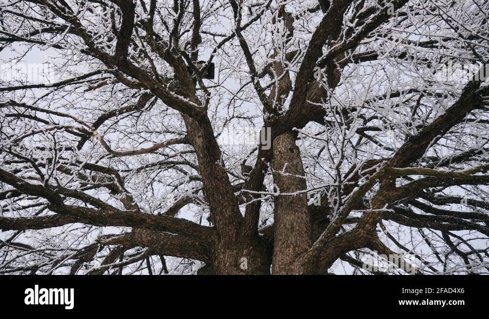 Winter pear tree Stock Videos & Footage - HD and 4K Video Clips - Alamy