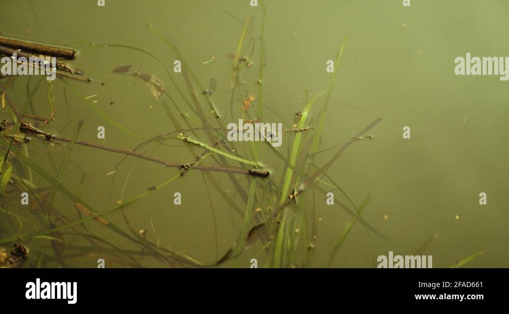 Green murky water Stock Videos & Footage - HD and 4K Video Clips - Alamy