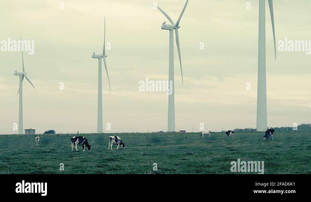 Cows and wind turbines Stock Videos & Footage - HD and 4K Video Clips ...