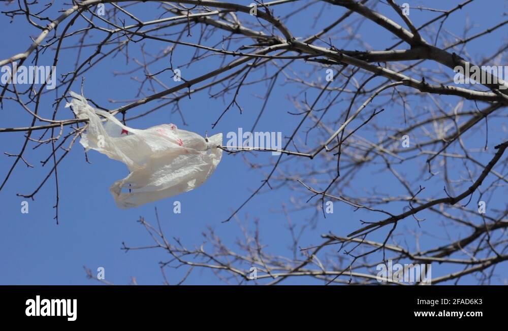 Plastic bag stuck in a tree Stock Videos & Footage - HD and 4K Video ...
