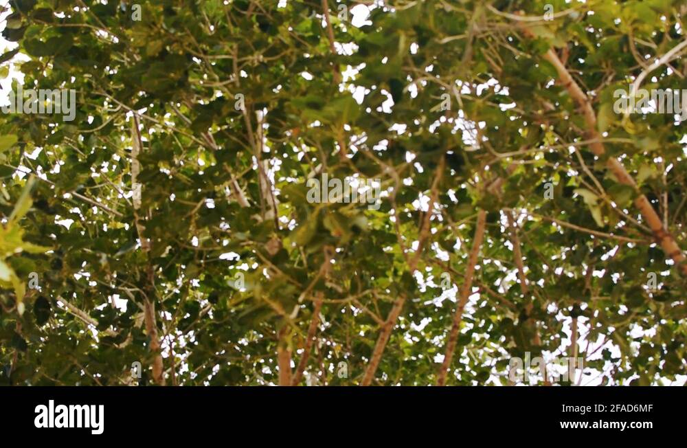 Strong banyan tree Stock Videos & Footage - HD and 4K Video Clips - Alamy