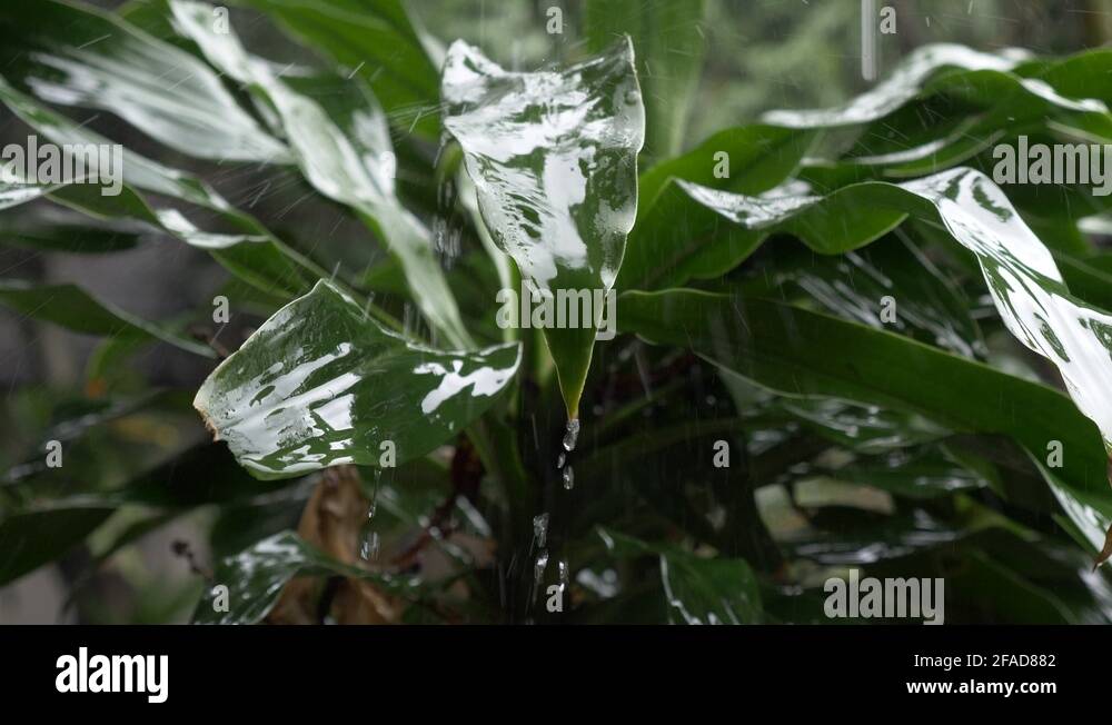 Catching rain water Stock Videos & Footage - HD and 4K Video Clips - Alamy