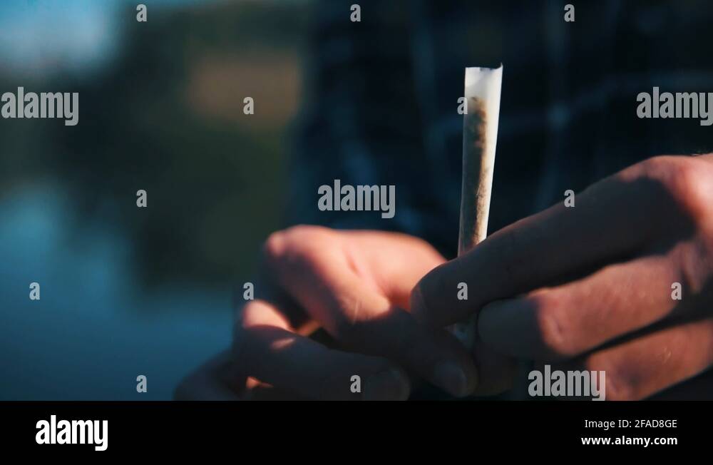 Male close up on hands tapping cannabis joint & twisting end to pack in ...