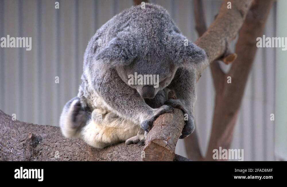 Big scratch Stock Videos & Footage - HD and 4K Video Clips - Alamy