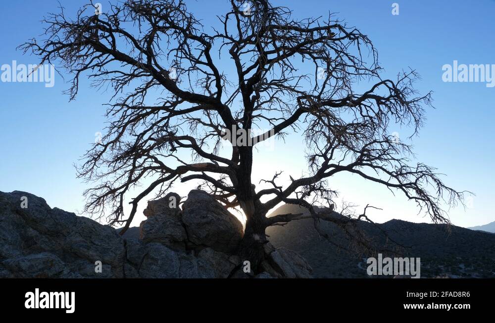 Dead tree in the sun Stock Videos & Footage - HD and 4K Video Clips - Alamy