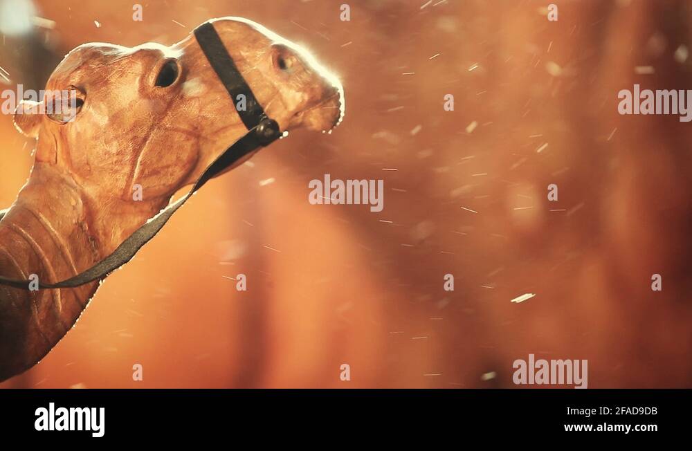 camel figure dust background hd footage Stock Video Footage - Alamy